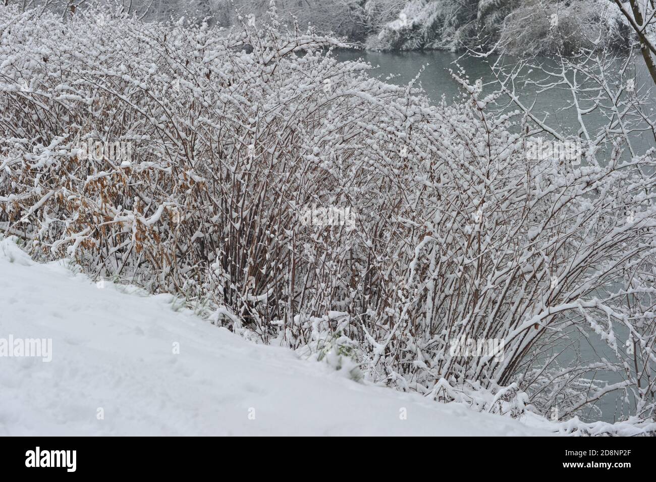 Snow on the branches Stock Photo - Alamy