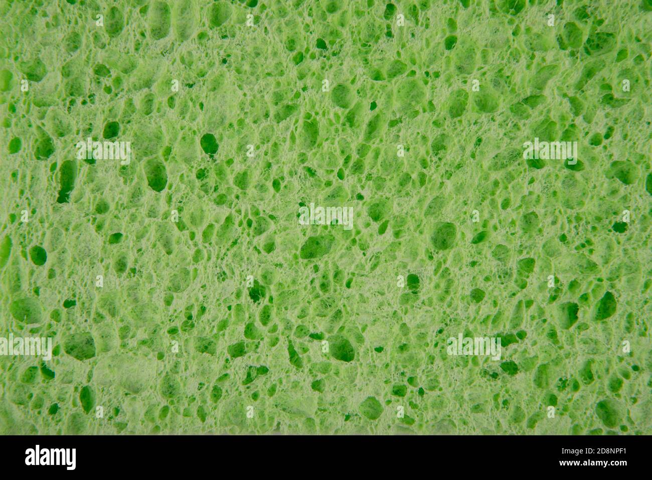Sponge texture - top view and close-up of the structure of a green ...