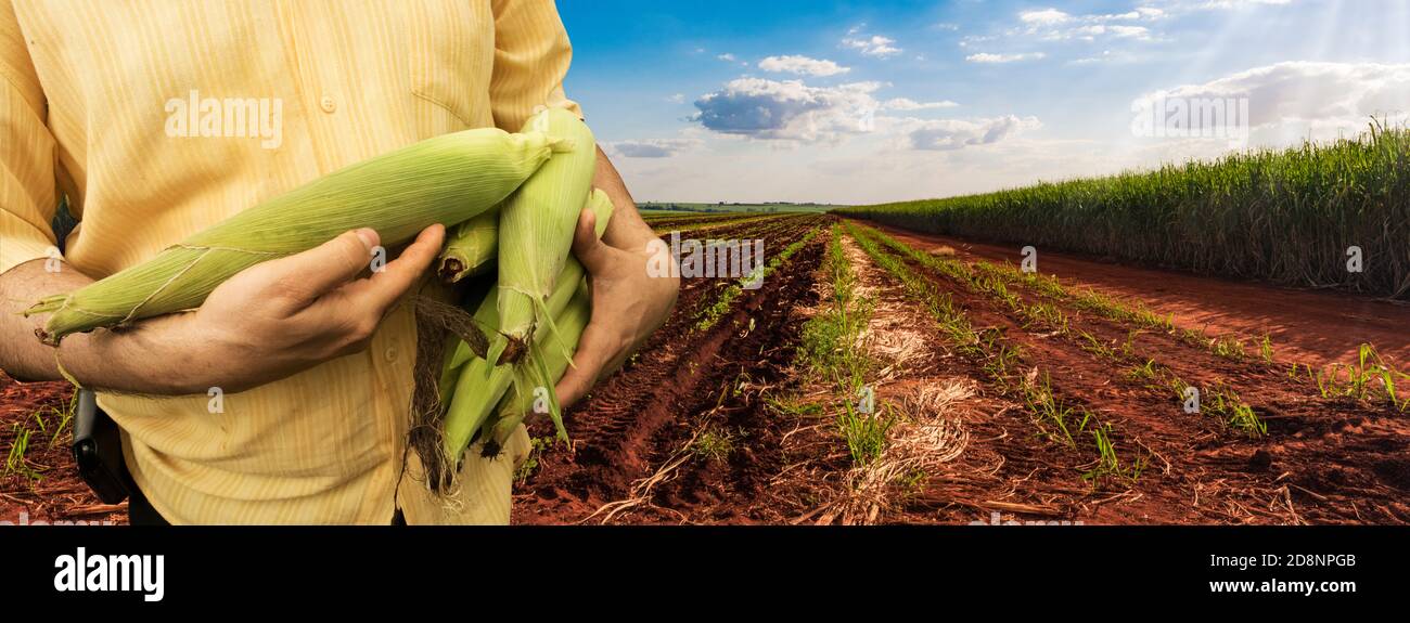 Mexico corn farming hi-res stock photography and images - Alamy