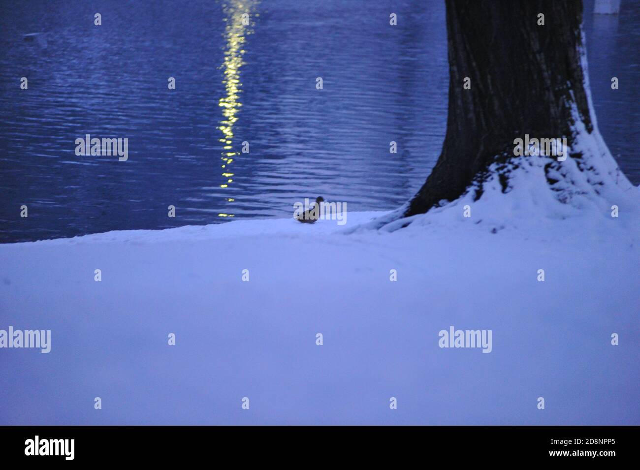 Ducks on te snowy banks of river Po Stock Photo - Alamy