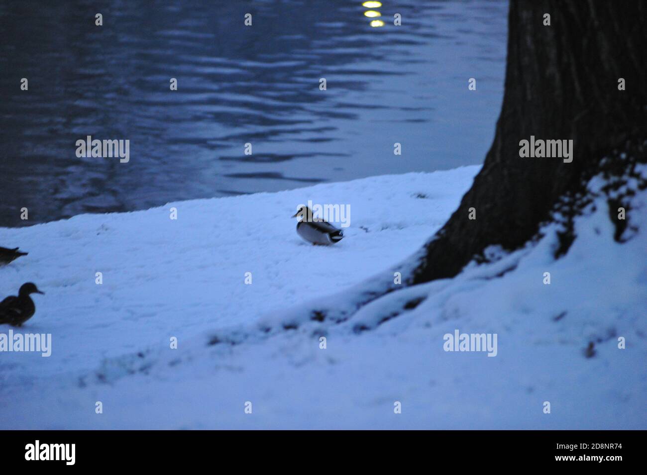 Ducks on te snowy banks of river Po Stock Photo - Alamy