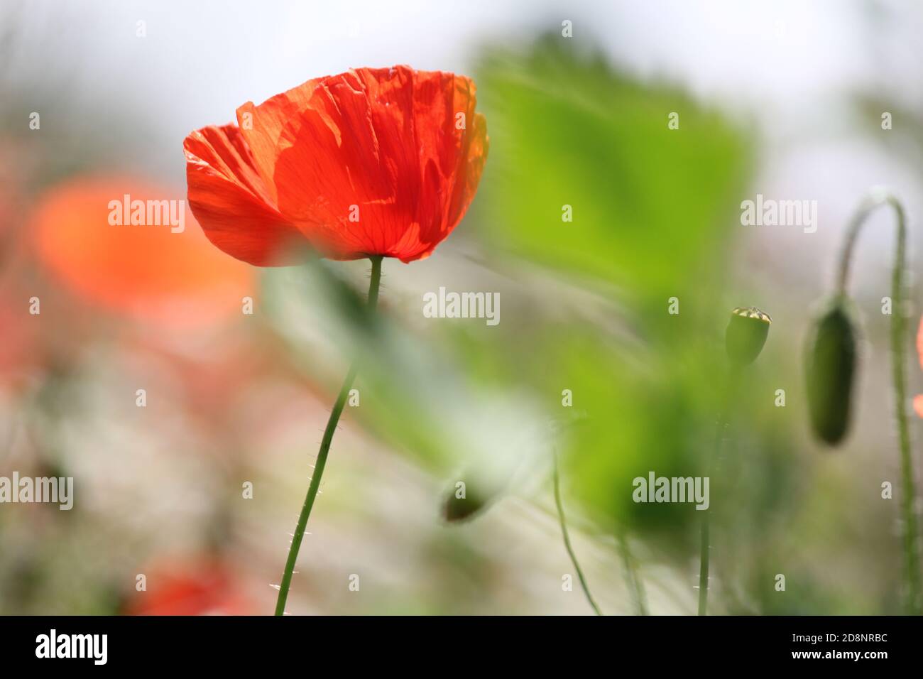 Waving flower hi-res stock photography and images - Alamy