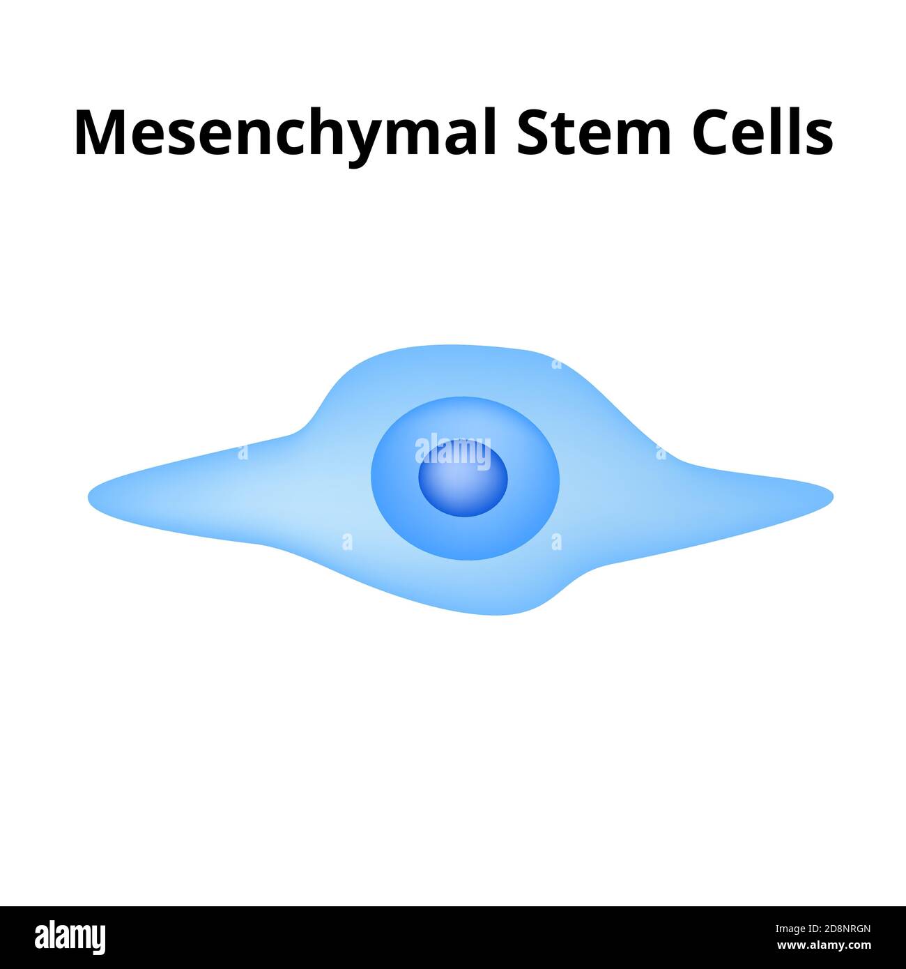 Mesenchymal stem cells. Stem cell structure. vector illustration on isolated background Stock ...