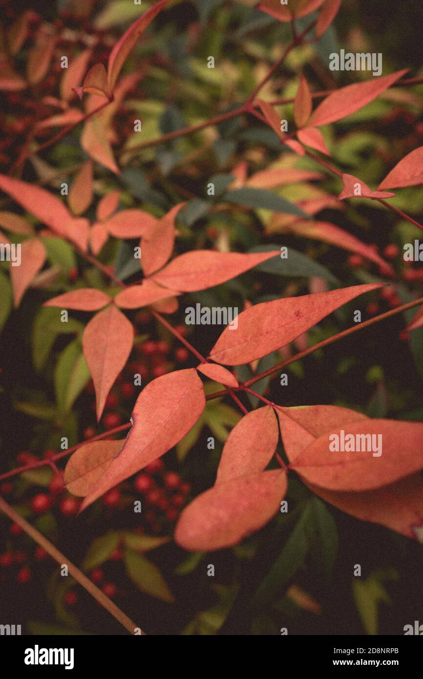 Milano pioggia hi-res stock photography and images - Alamy