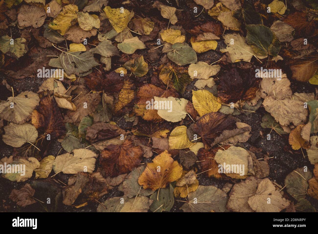 Autumn Fall in Milan Stock Photo - Alamy