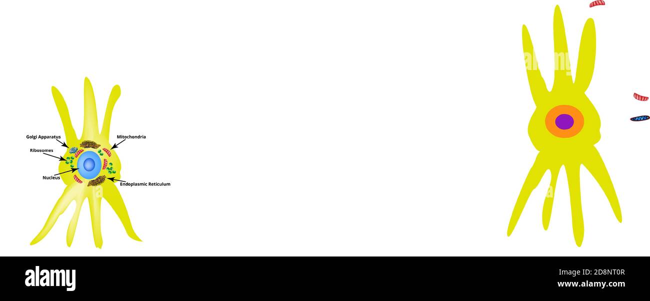 Fibroblast structure. Fibroblast cell. Vector illustration on isolated ...