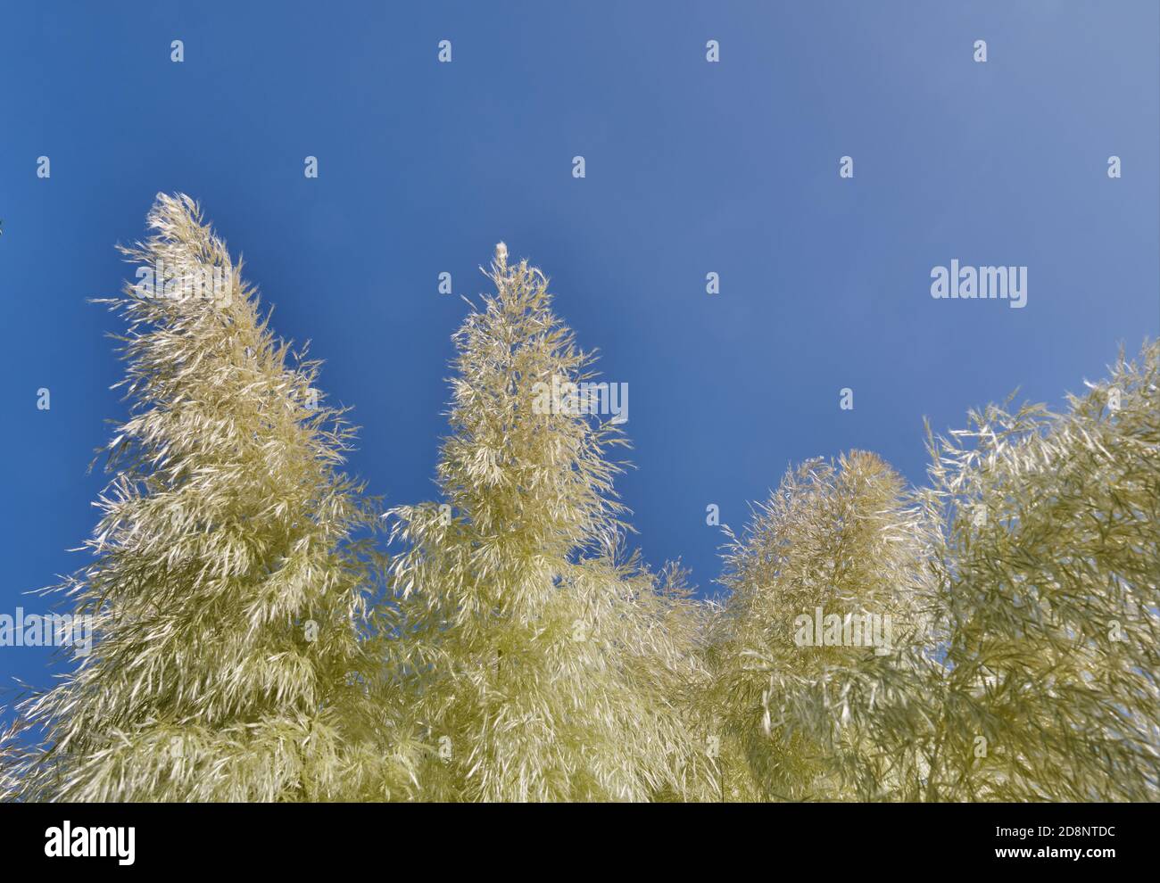 Beige plant pampas grass on the background of the light blue sky Stock ...