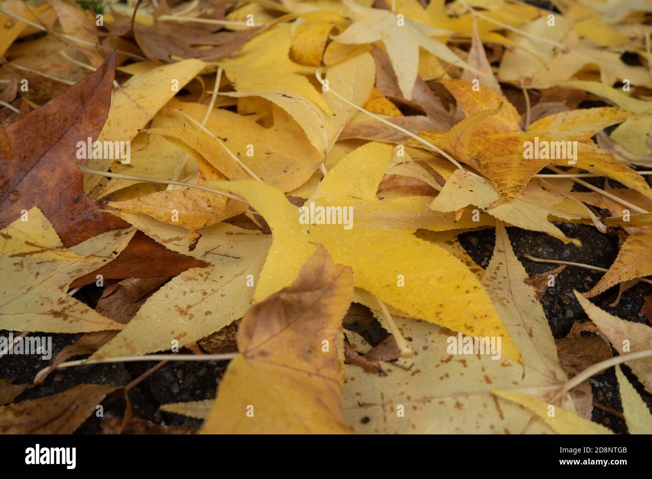 Milano pioggia hi-res stock photography and images - Alamy