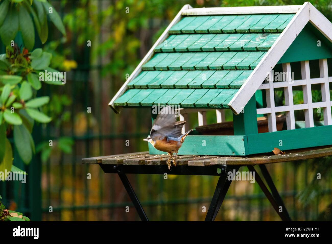 various german garden birds look for food from a small green birdhouse ...