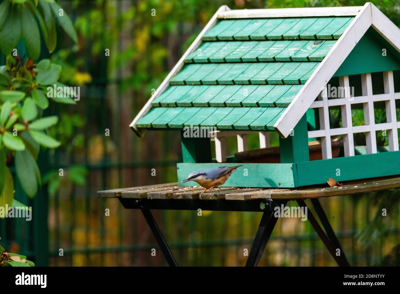 Male house finch yellow hi-res stock photography and images - Alamy