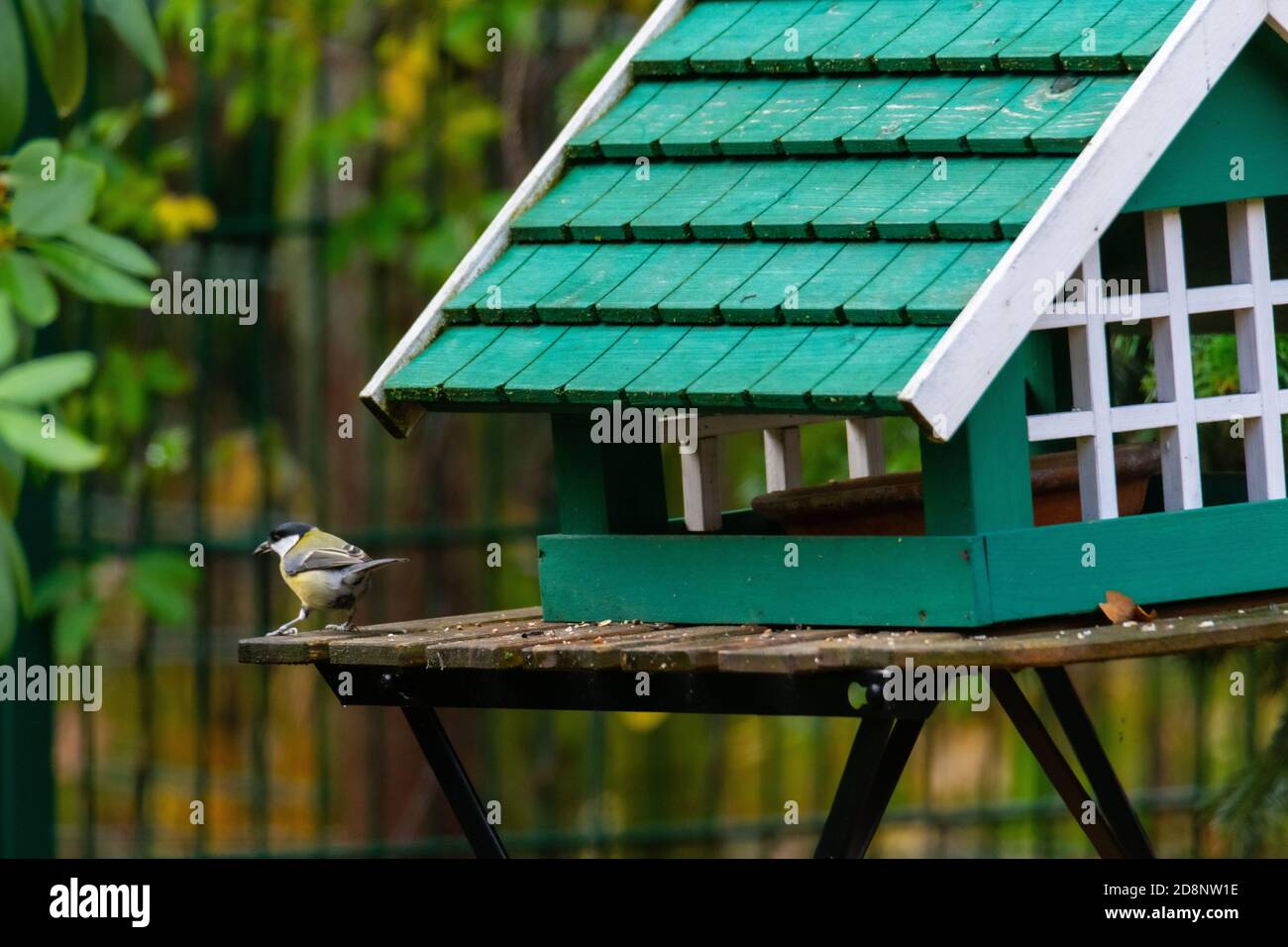 various german garden birds look for food from a small green birdhouse ...