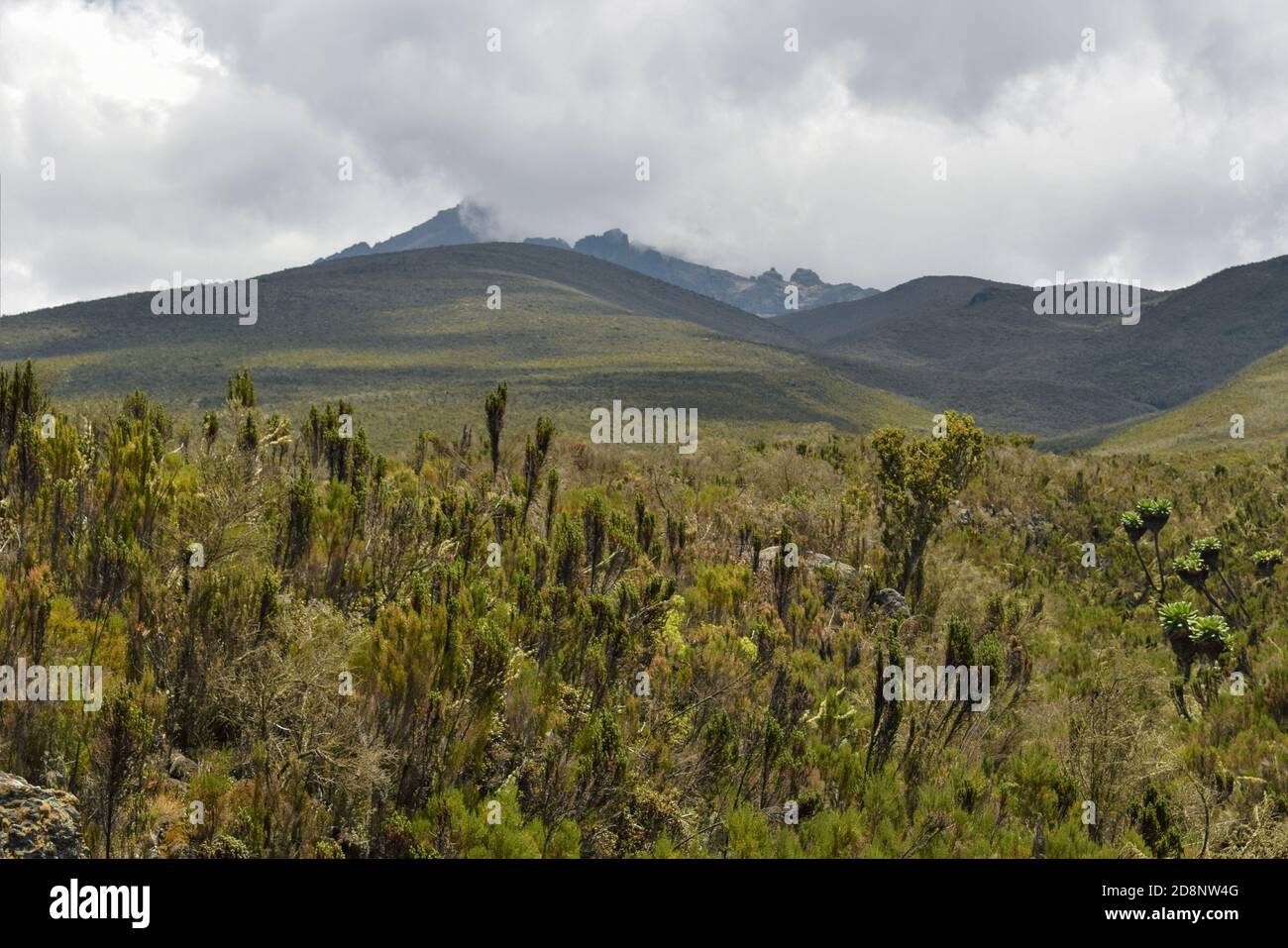 Scenic view of Mawenzi Peak, Mount Kilimanjaro, Tanzania Stock Photo ...