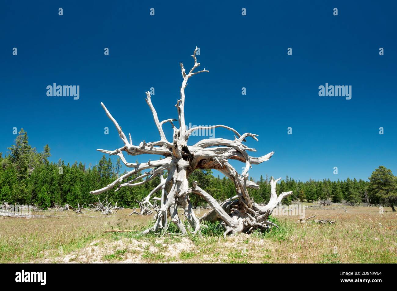 Dead tree sculpture hi-res stock photography and images - Alamy