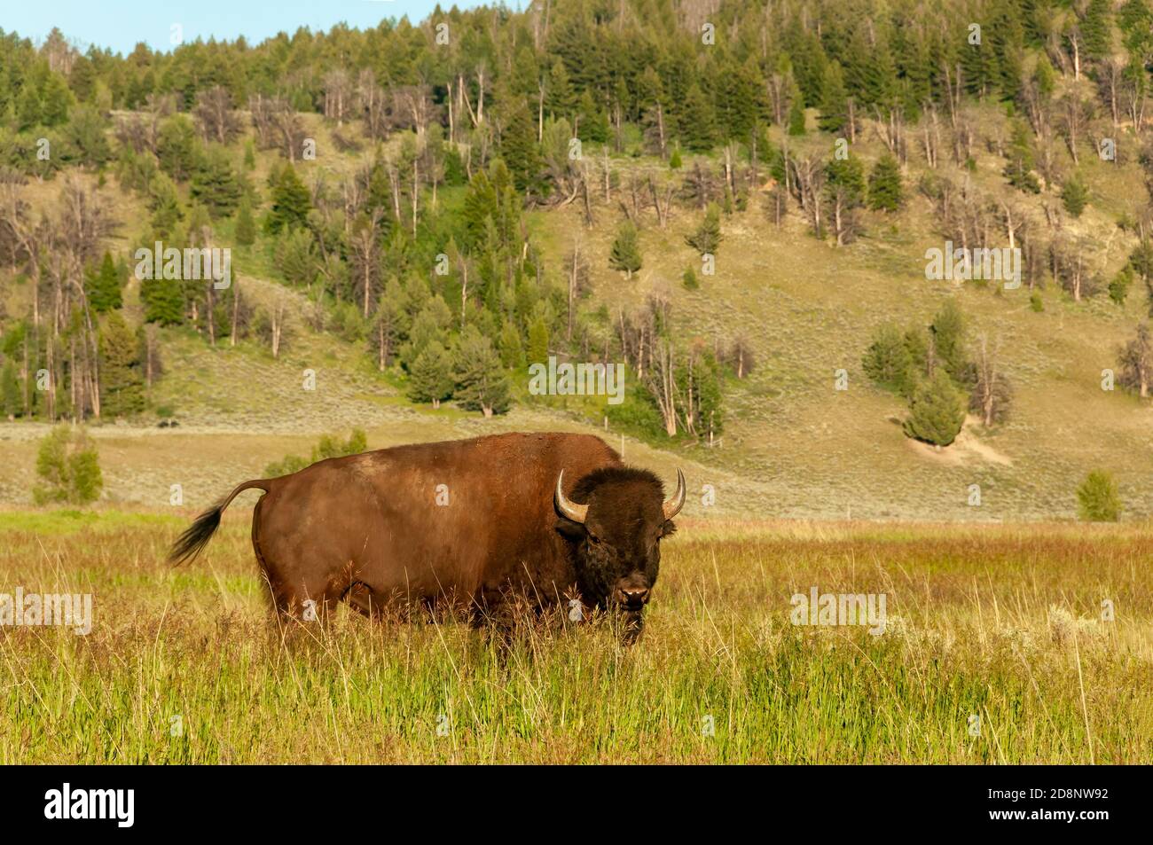 American Bison close up in a grassy meadow with hills in background ...