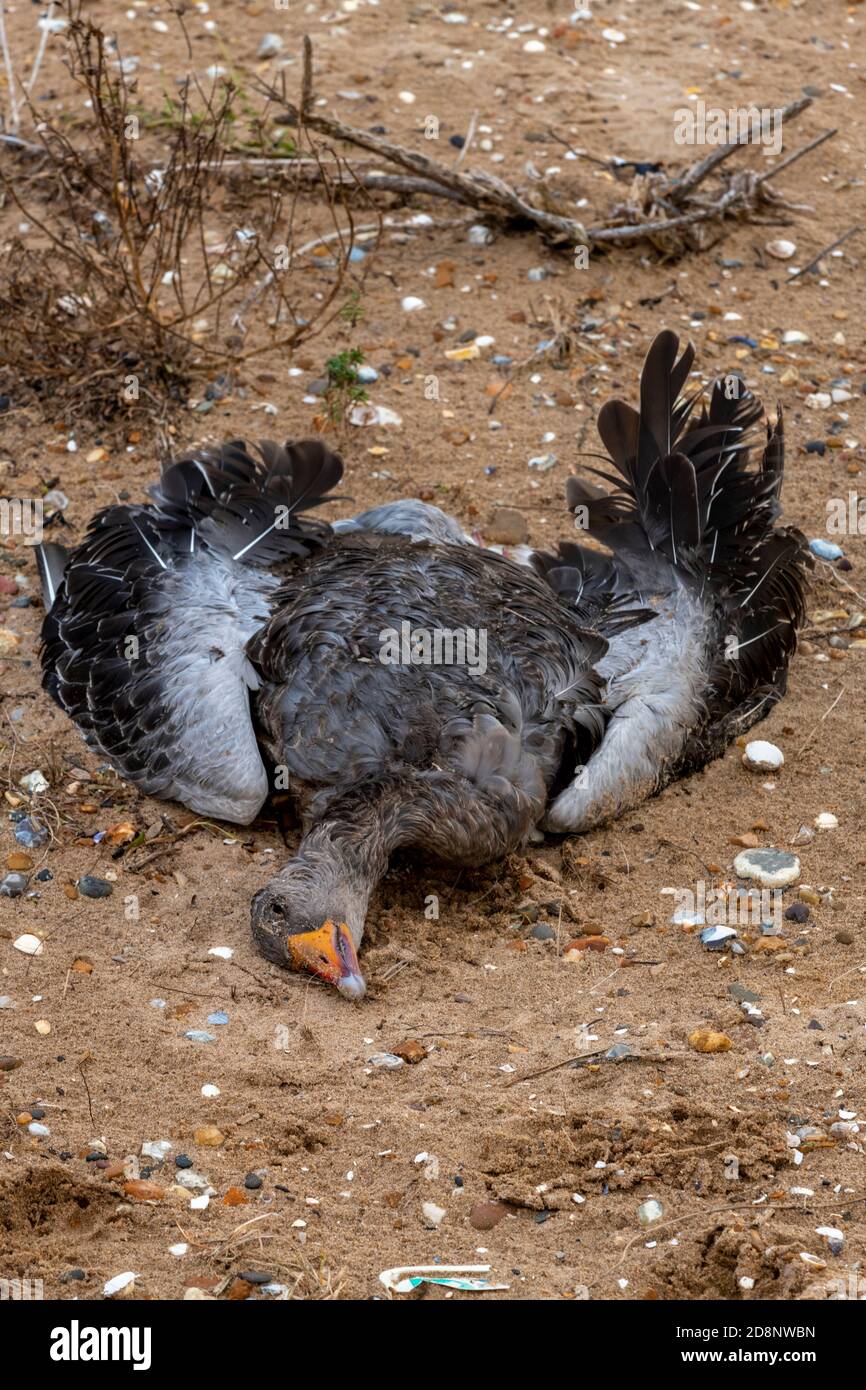 a dead canada goose lying on the beach at the RSPB snettisham nature ...