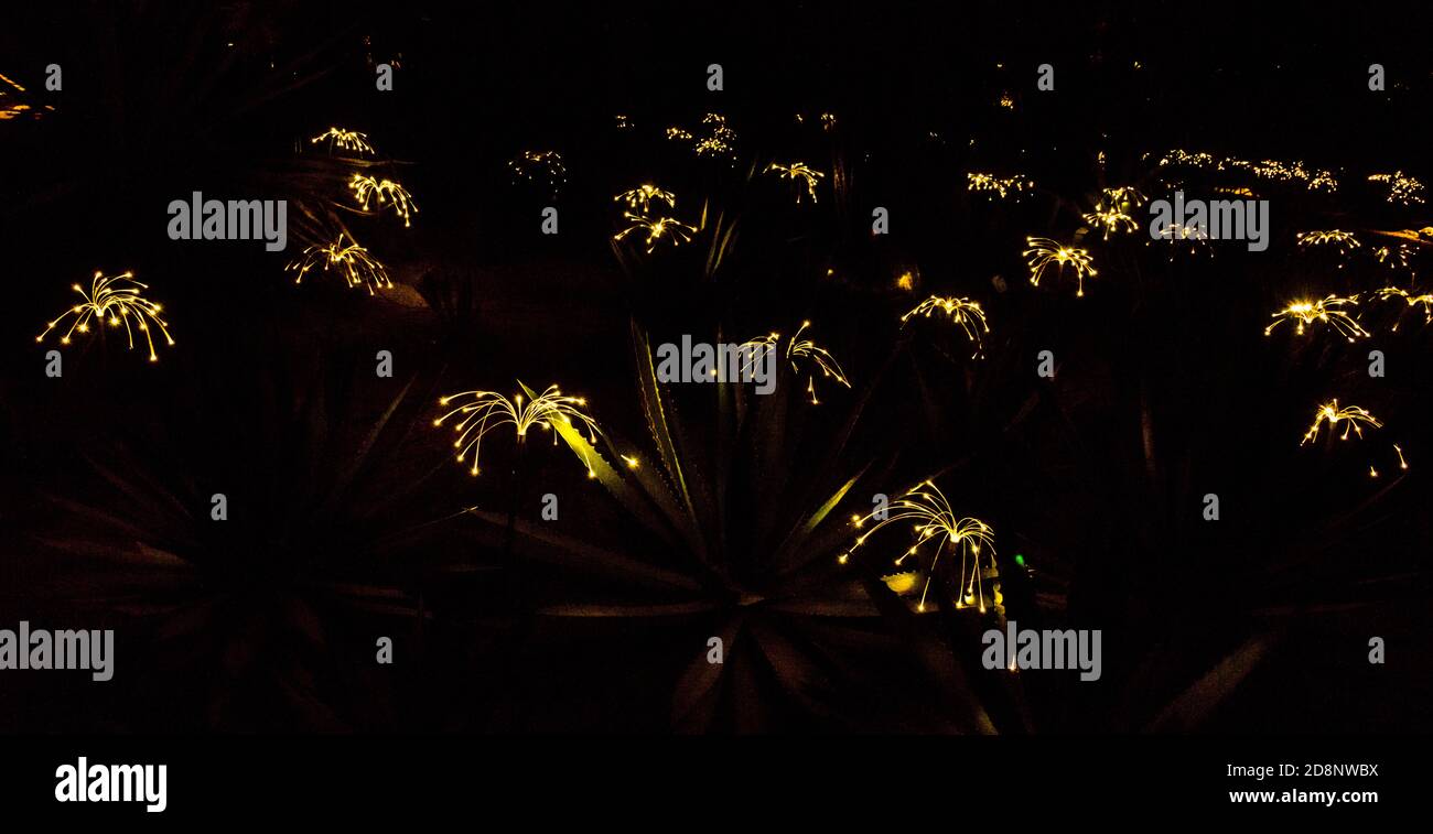 Desert Botanical Garden, Fireflies Stock Photo - Alamy