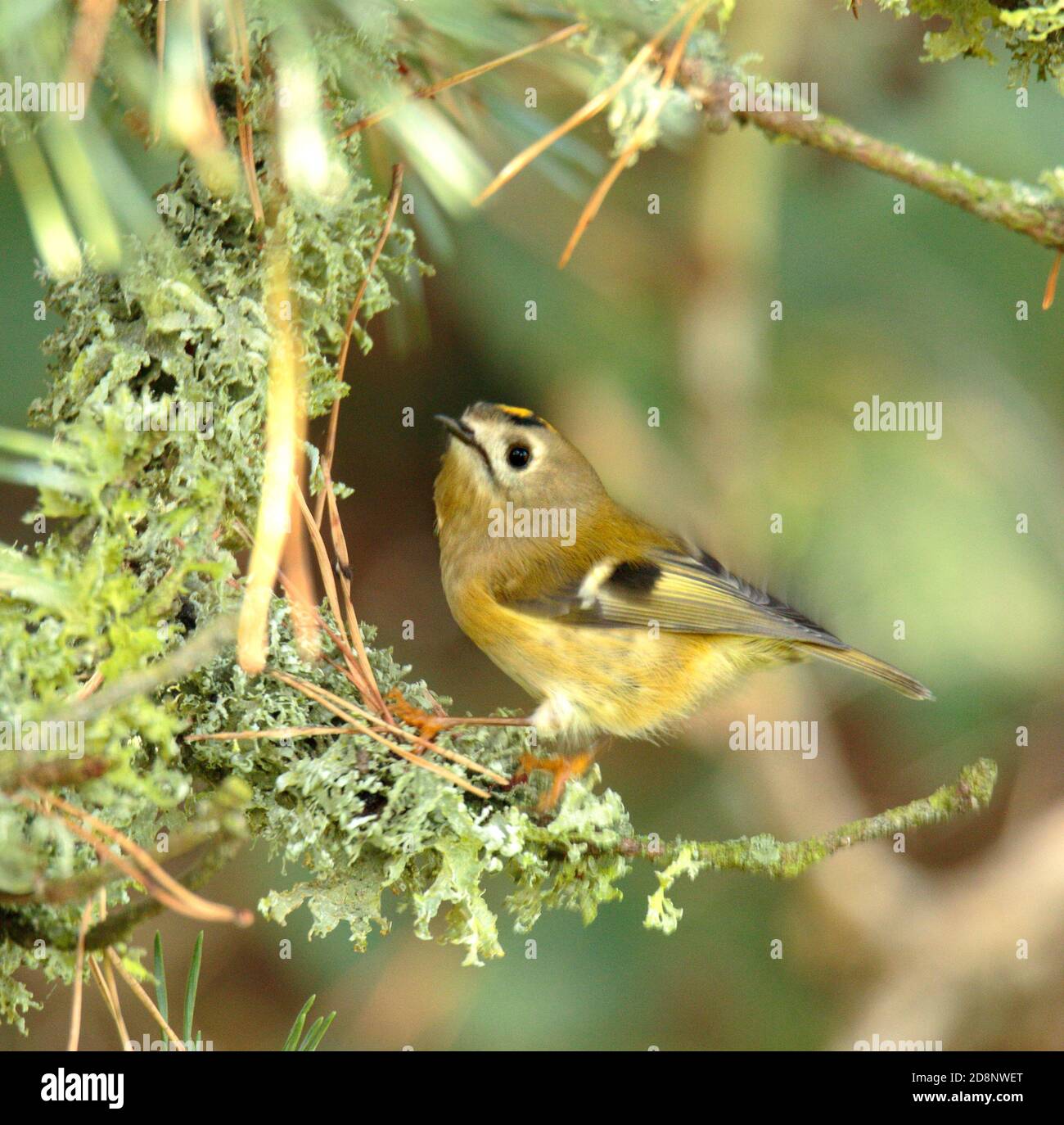 Goldcrest uk flight hi-res stock photography and images - Alamy
