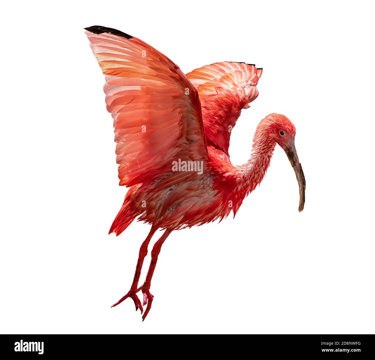 Wing Spread Bird Ibis Ibis Bird Flying Beautiful Birds Rare