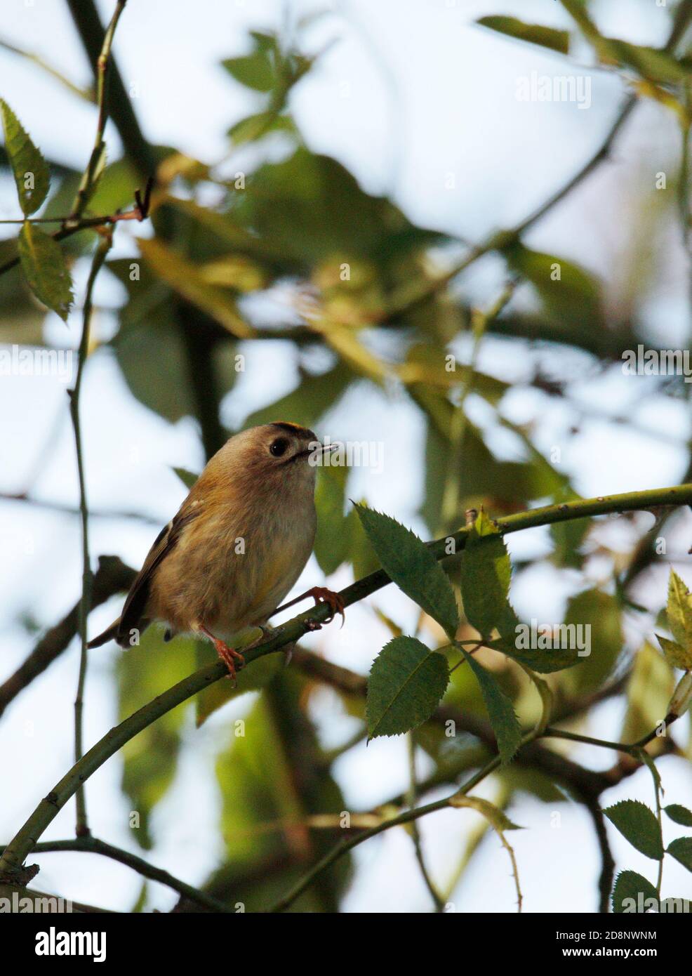 Goldcrest uk flight hi-res stock photography and images - Alamy