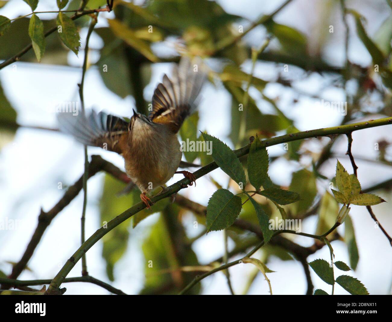 Goldcrest behaviour hi-res stock photography and images - Alamy
