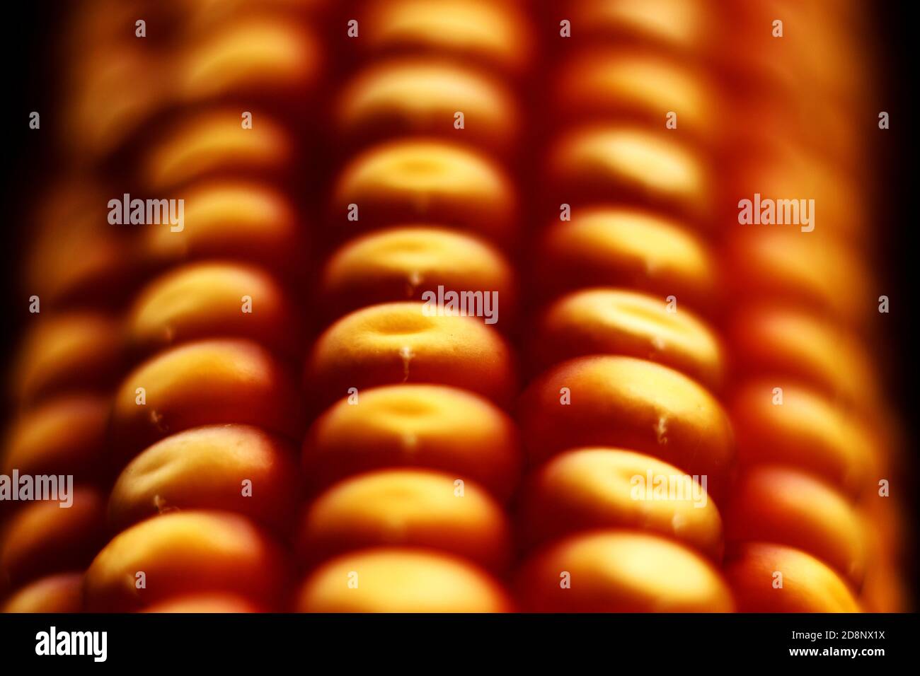 Corn detail - extreme close up Stock Photo - Alamy