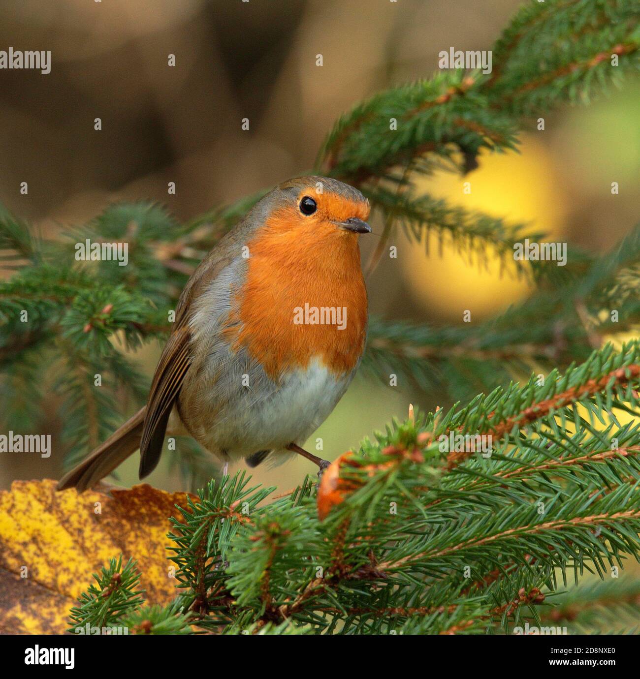 Photographing robin hi-res stock photography and images - Alamy