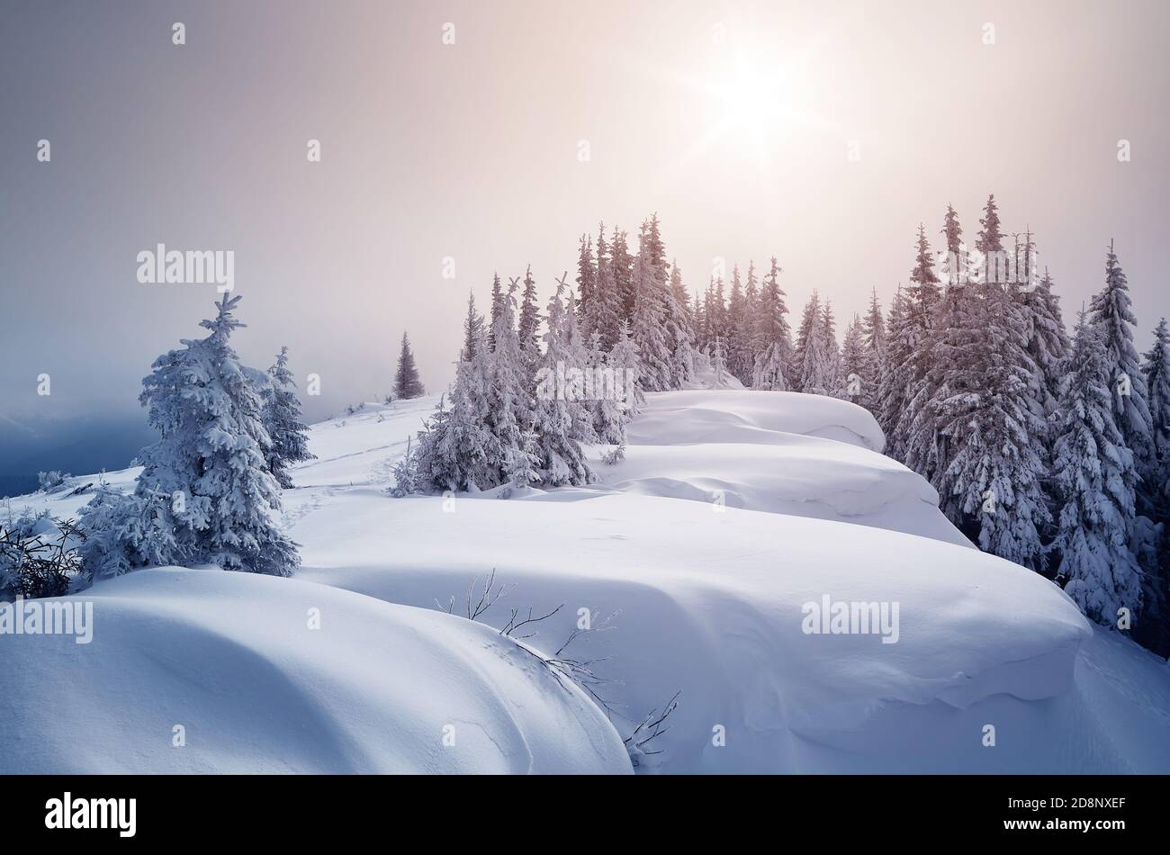 Frost Forest Background