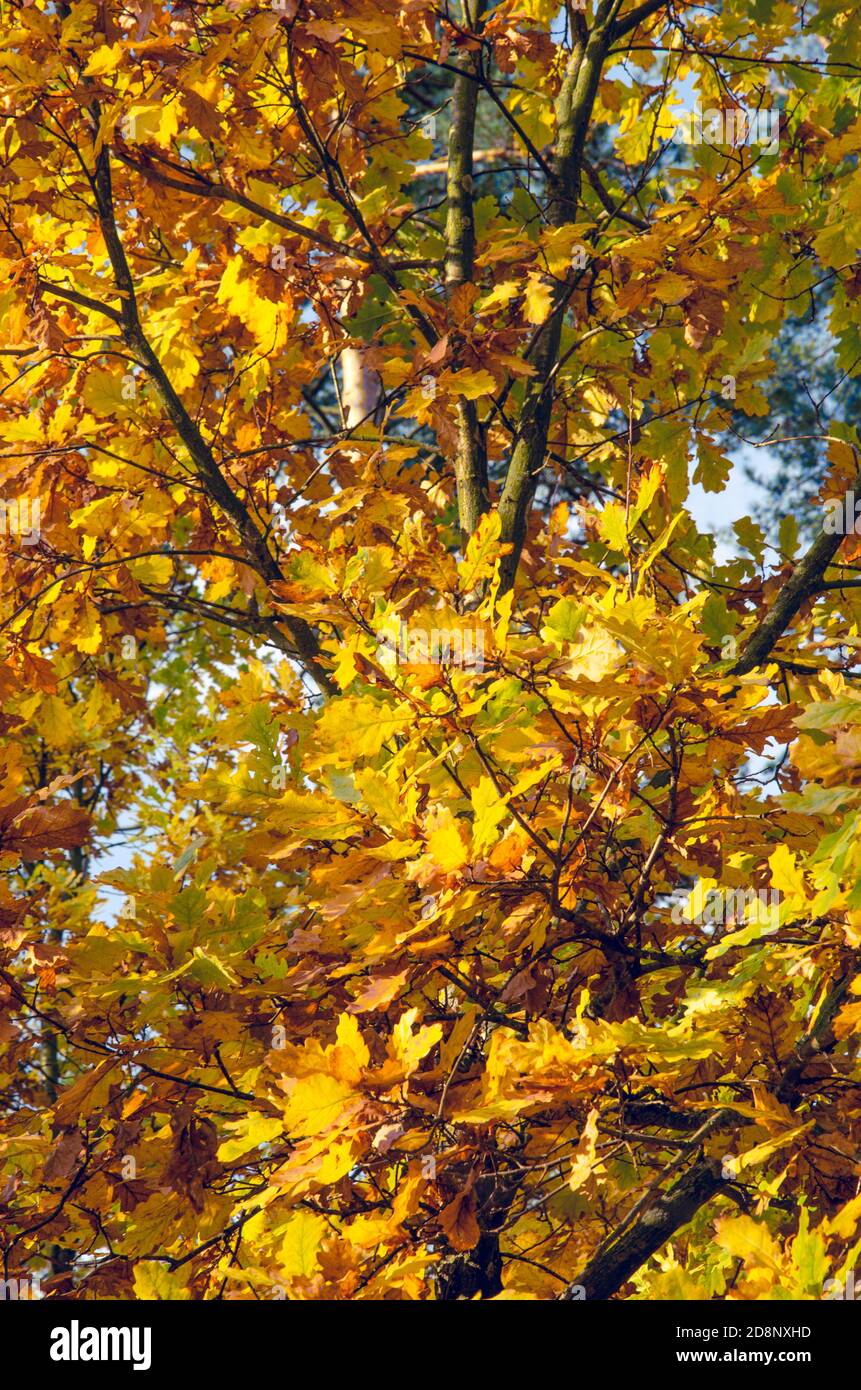 Collection of Beautiful Colorful Autumn Leaves green, yellow, orange ...