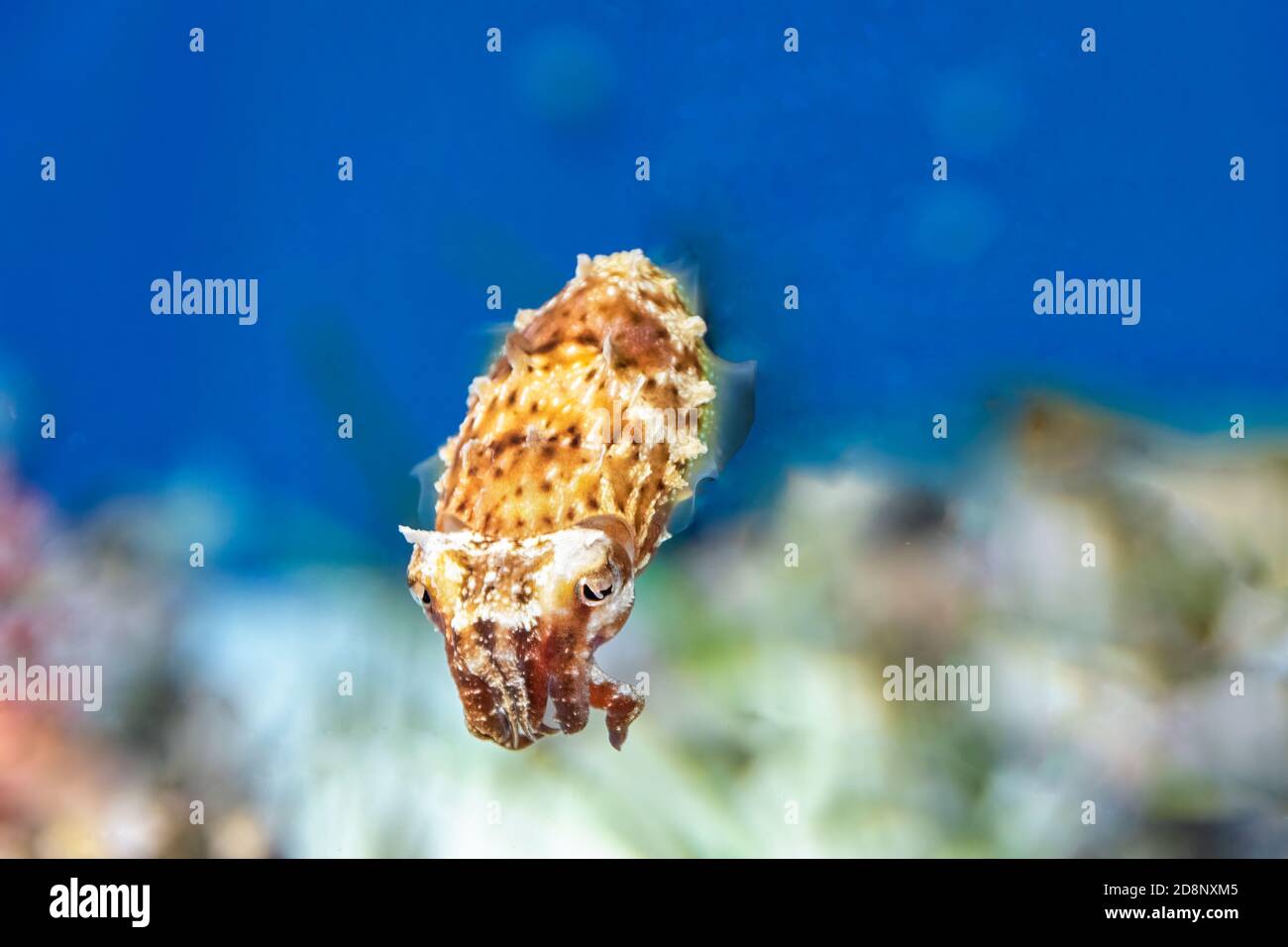 Stumpy cuttlefish or dwarf cuttlefish (sepia achaparrada) a tiny hunter ...