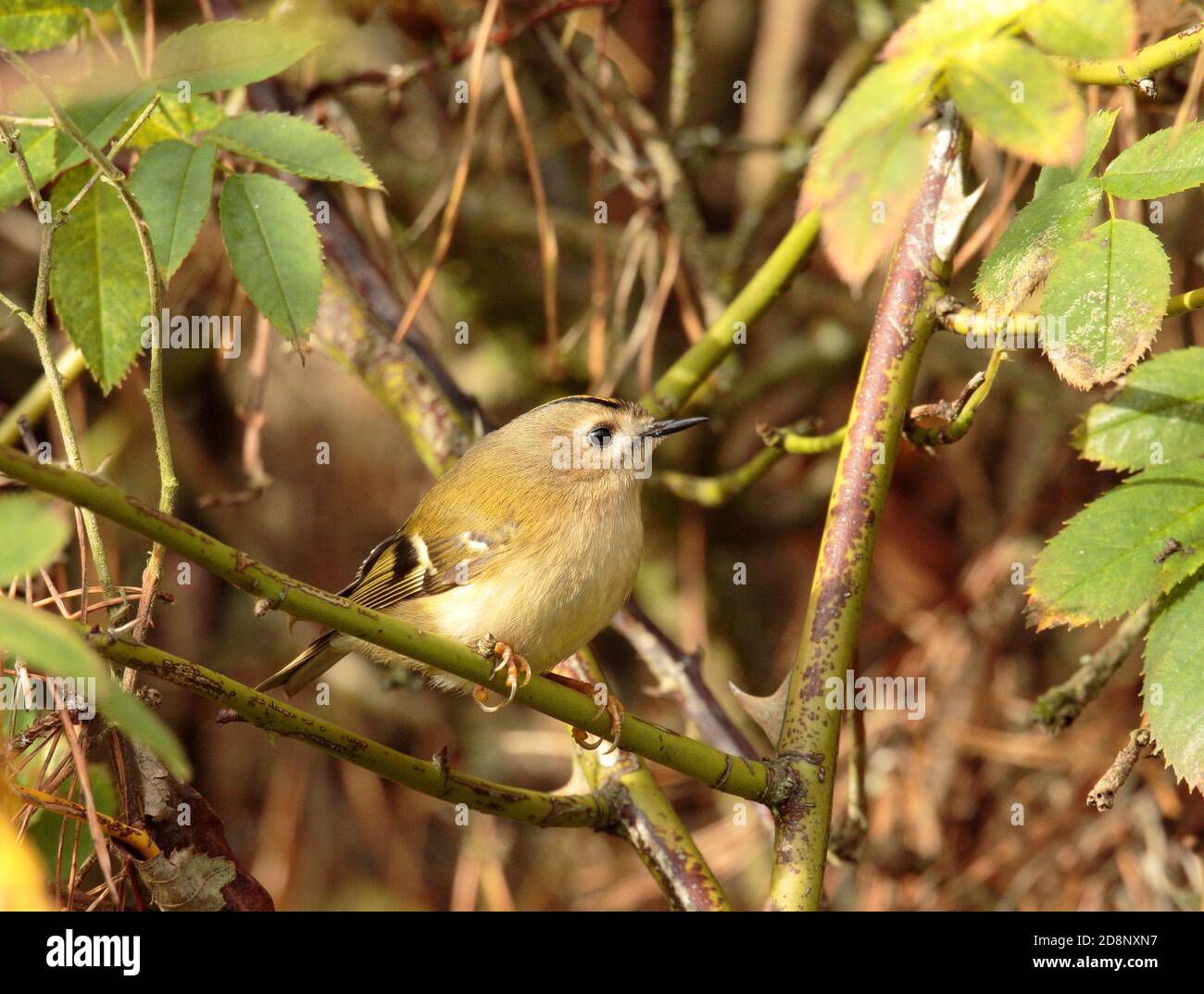 Goldcrest uk flight hi-res stock photography and images - Alamy