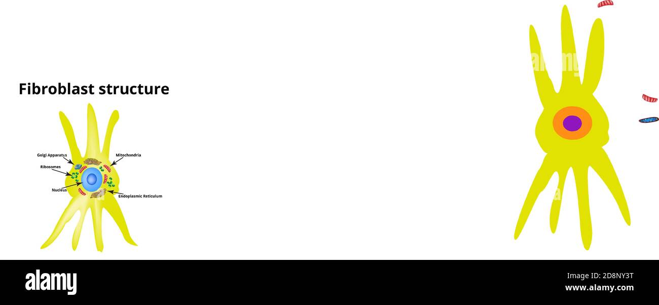 Fibroblast structure. Fibroblast cell. Vector illustration on isolated ...