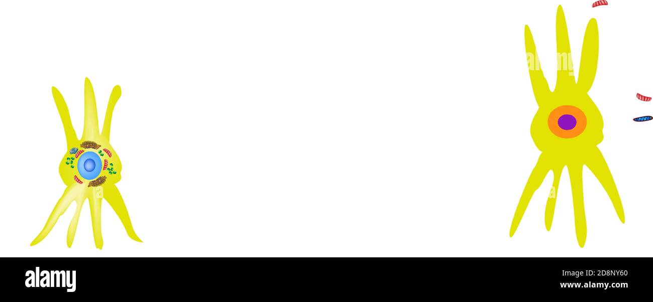 Fibroblast structure. Fibroblast cell. Vector illustration on isolated ...