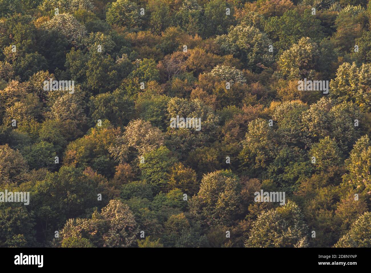 Top view of an autumn rainforest Stock Photo - Alamy