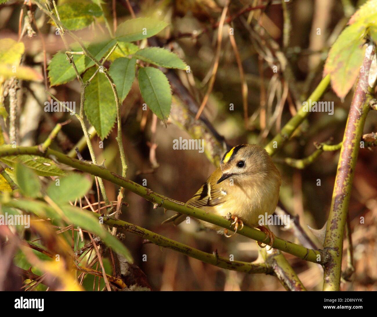 Goldcrest uk flight hi-res stock photography and images - Alamy