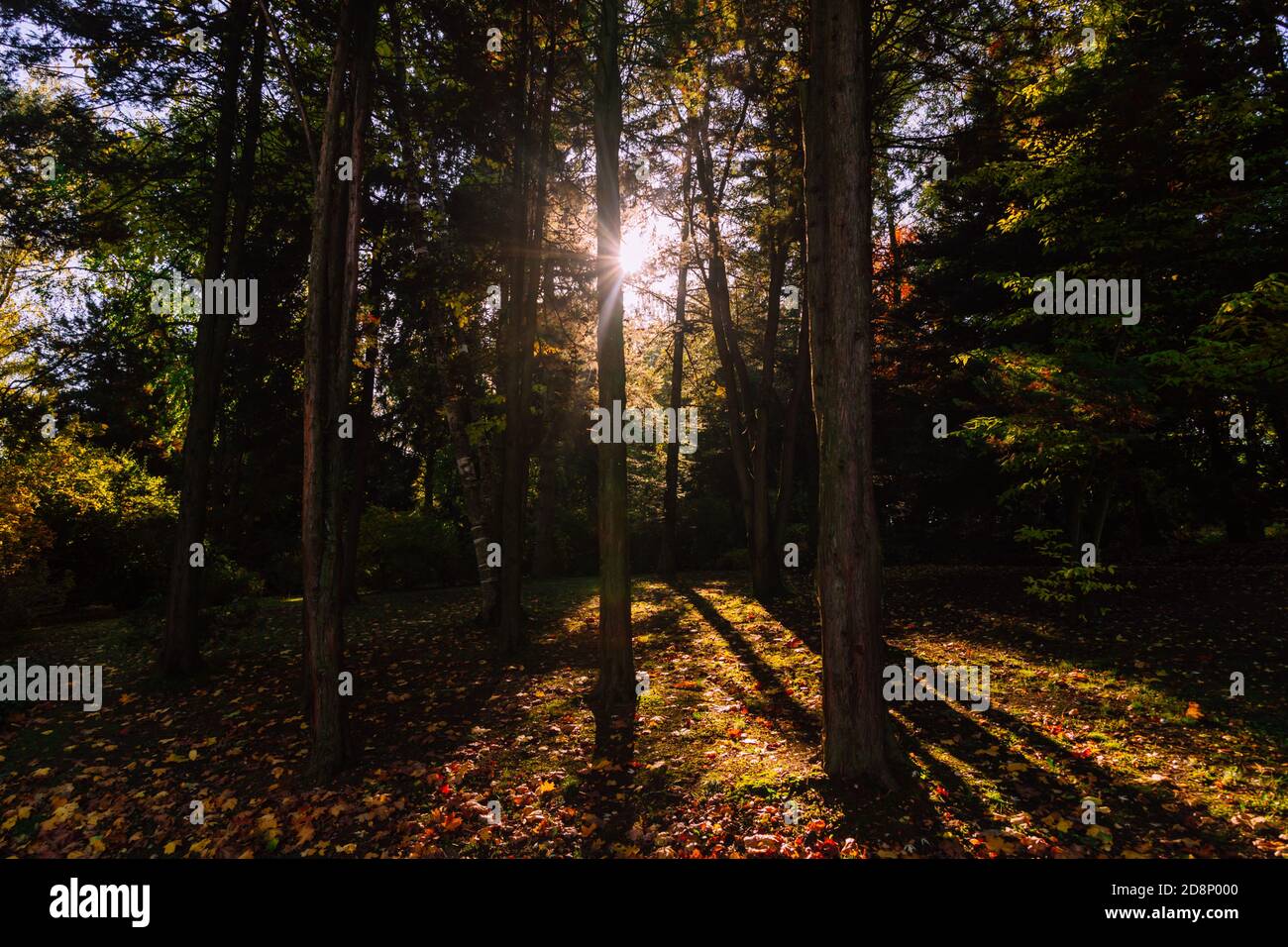Late fall sunlight hi-res stock photography and images - Alamy
