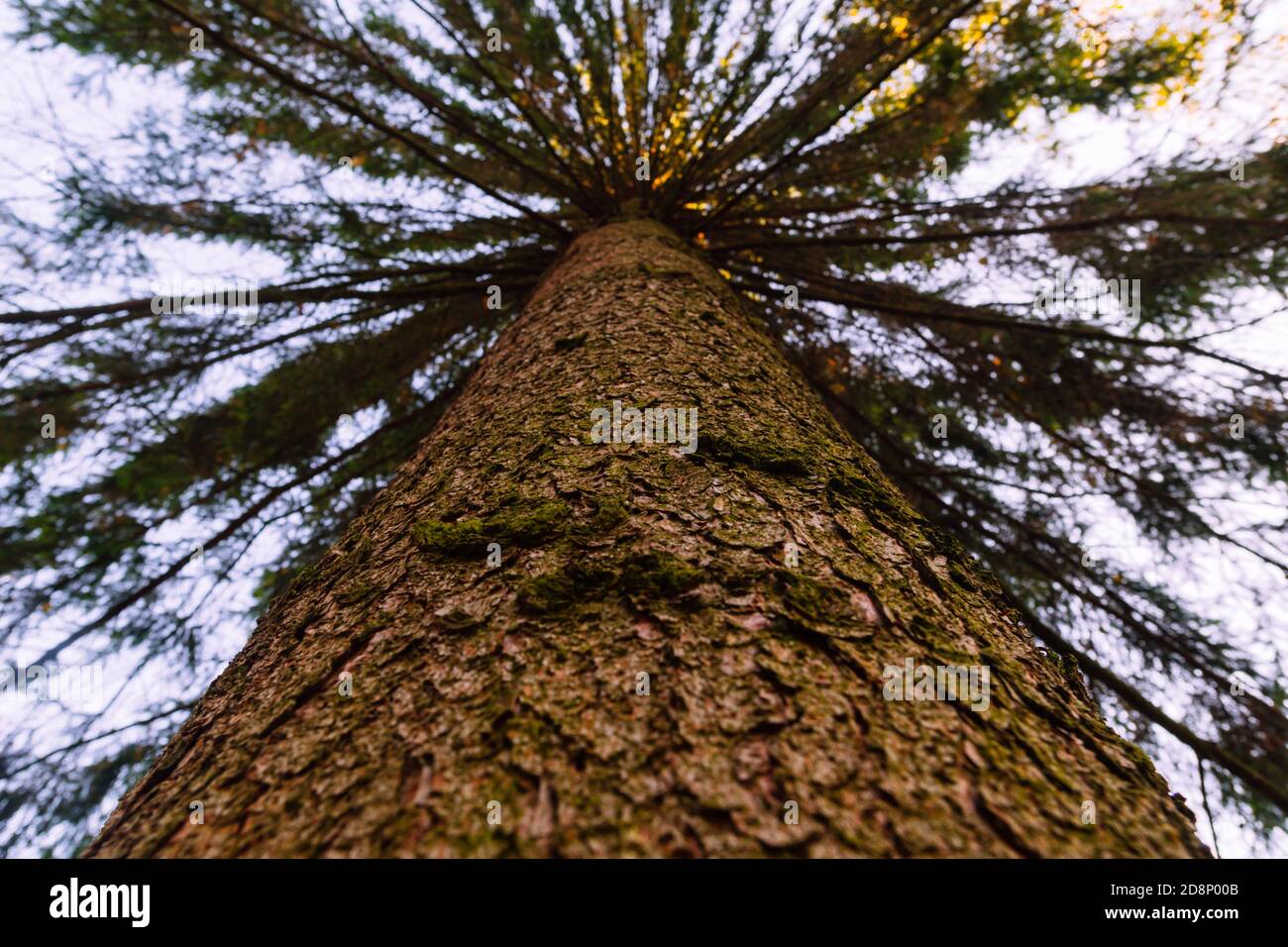 Tree seen upwards hi-res stock photography and images - Alamy