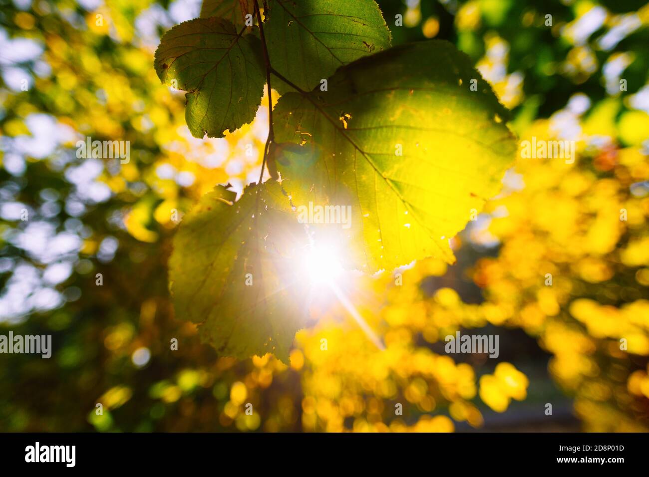 Backlit by afternoon sun hi-res stock photography and images - Alamy