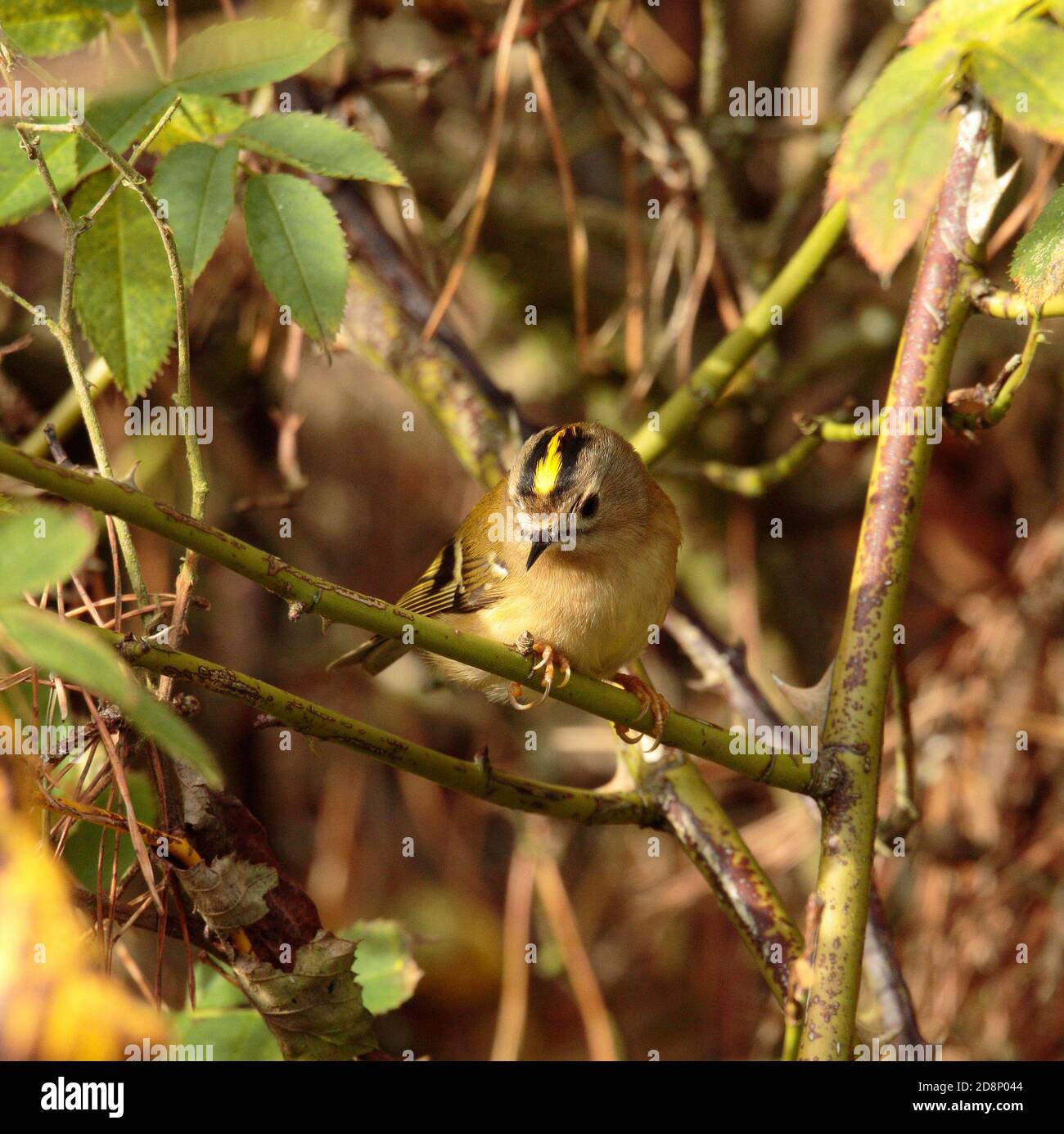 Goldcrest behaviour hi-res stock photography and images - Alamy