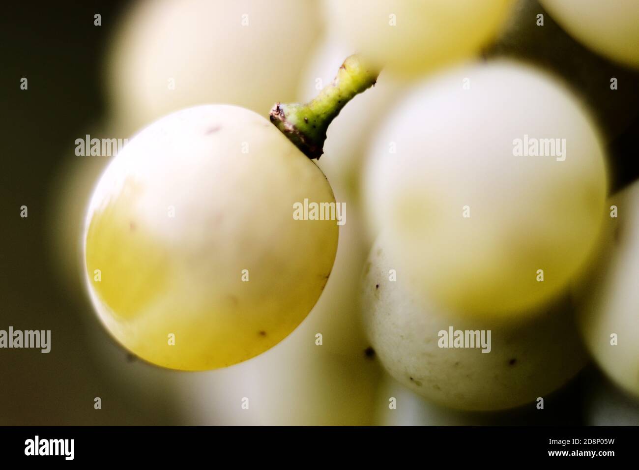 White grapes - Extreme close up | Macro photography Stock Photo - Alamy