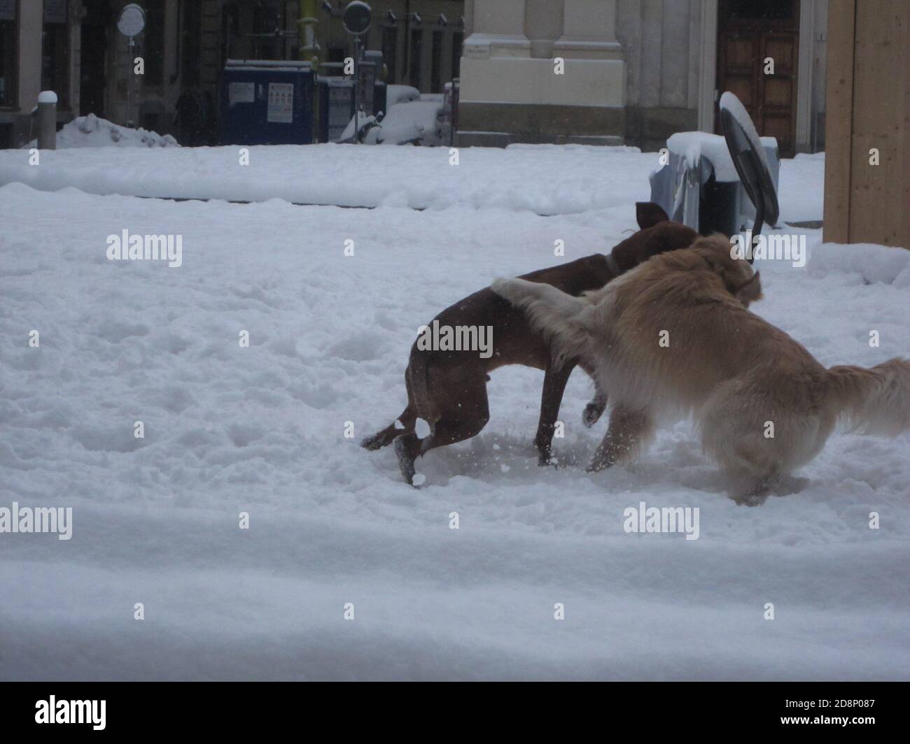 Dogs playing in the snow Stock Photo - Alamy