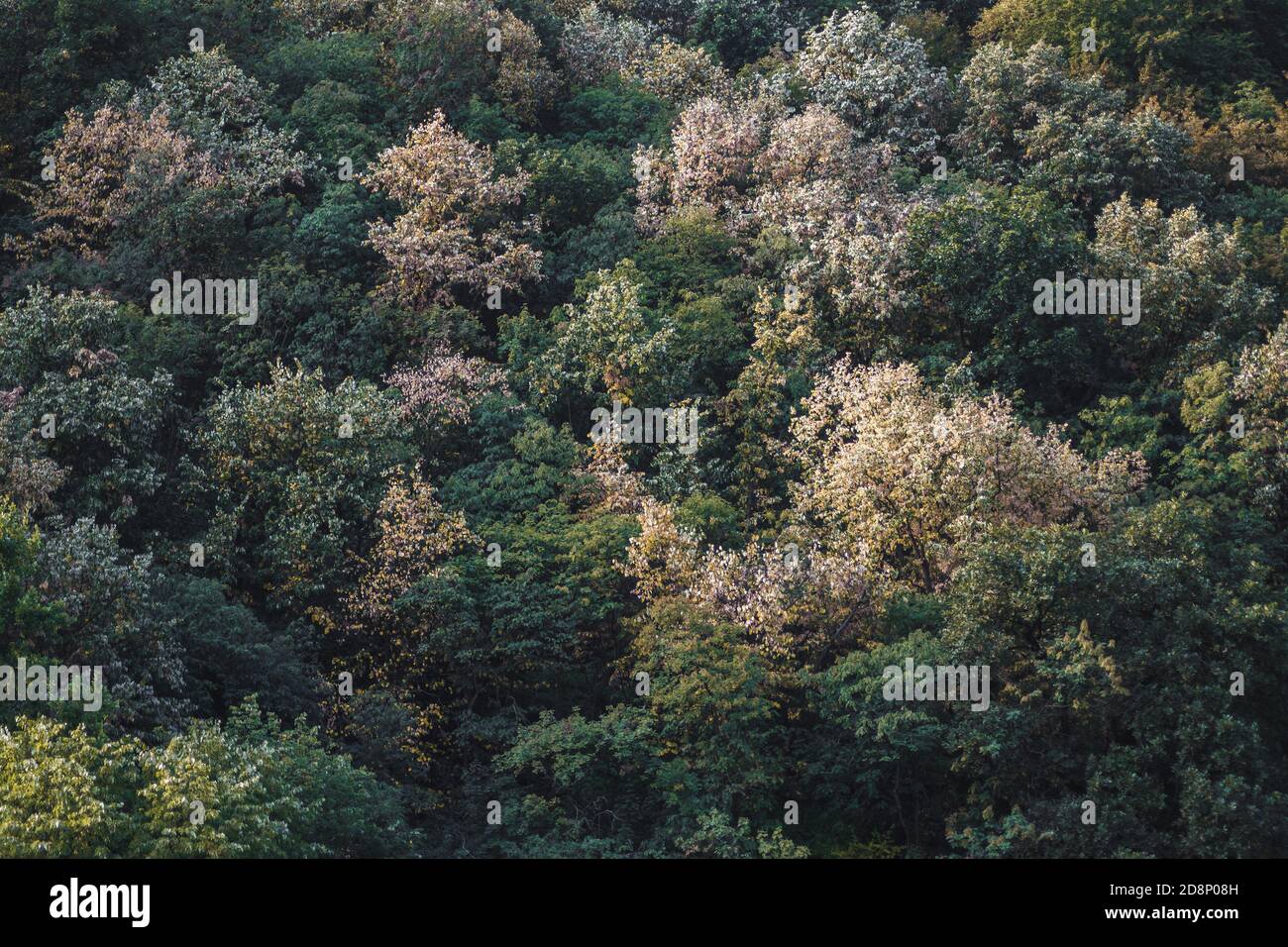 Top view of an autumn rainforest Stock Photo - Alamy