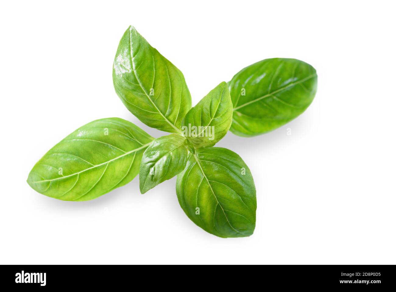 Fresh green basil leaf isolated on white background, close up. Basil ...