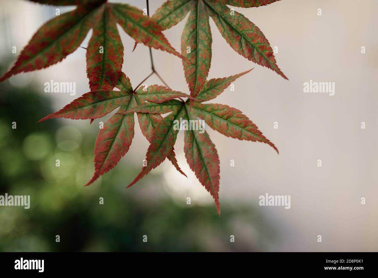 Smooth japanese maple leaves hi-res stock photography and images - Alamy