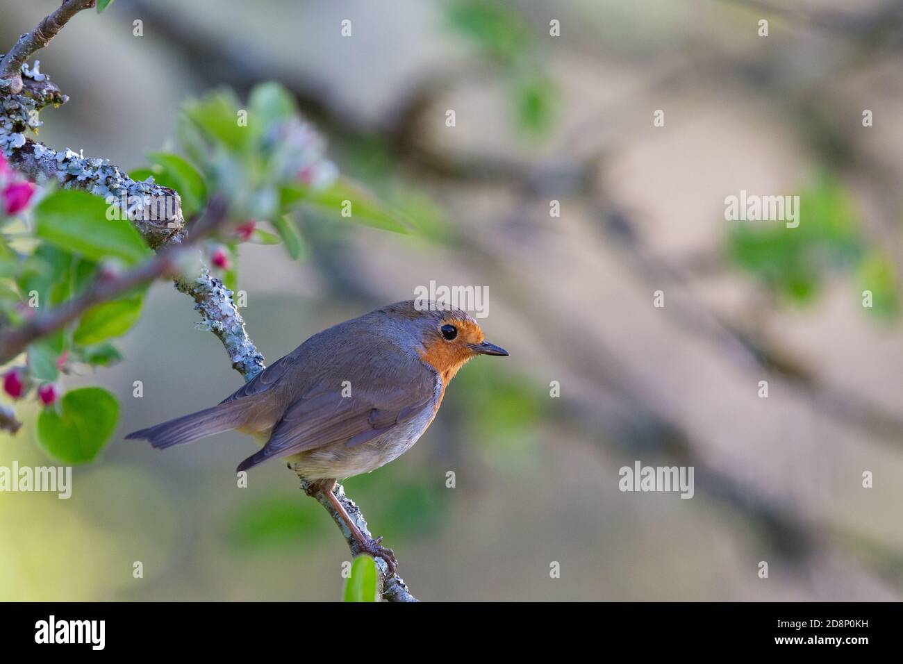 Robin in blossom tree hi-res stock photography and images - Alamy