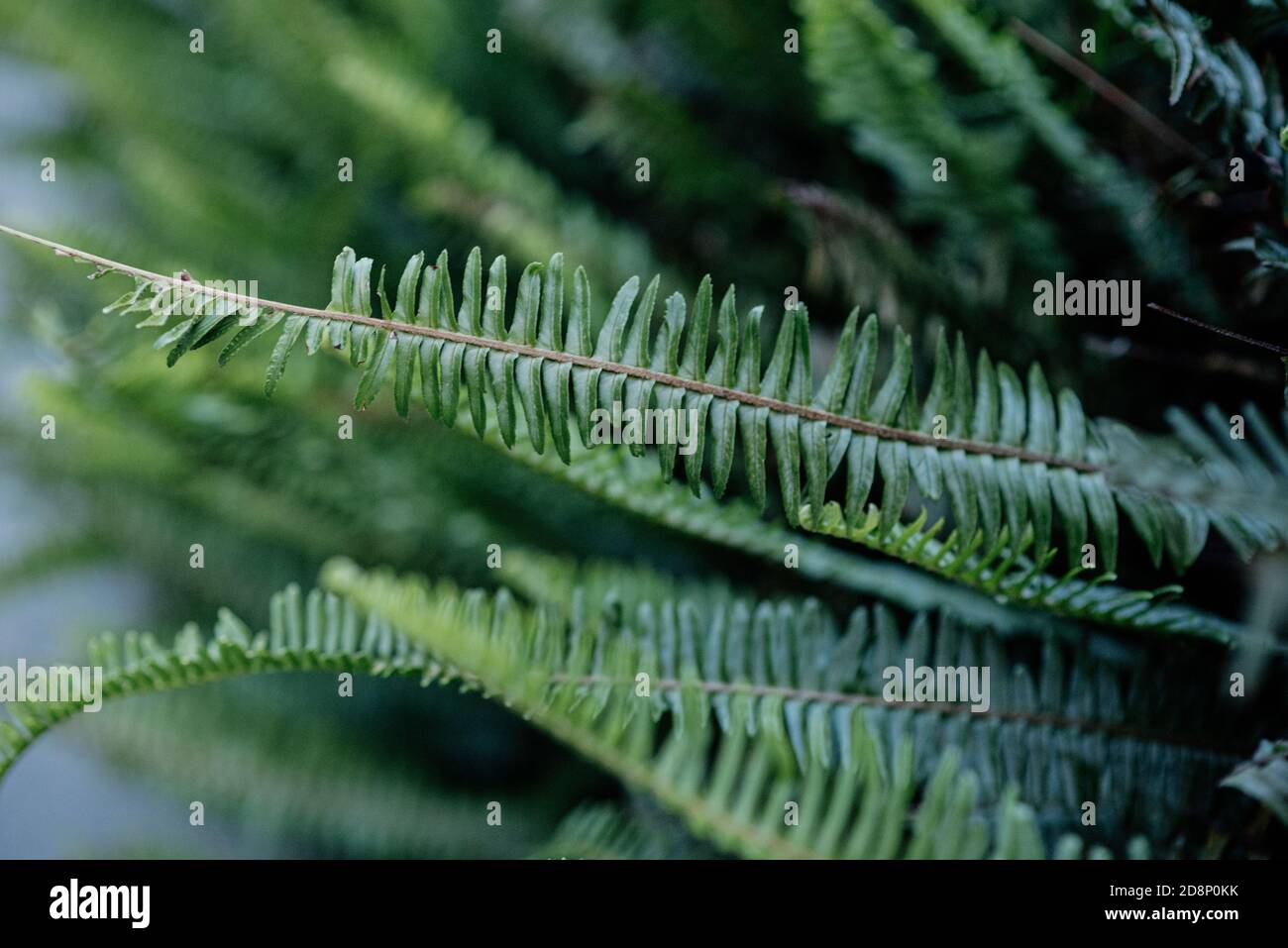 Western sword fern of california hi-res stock photography and images ...