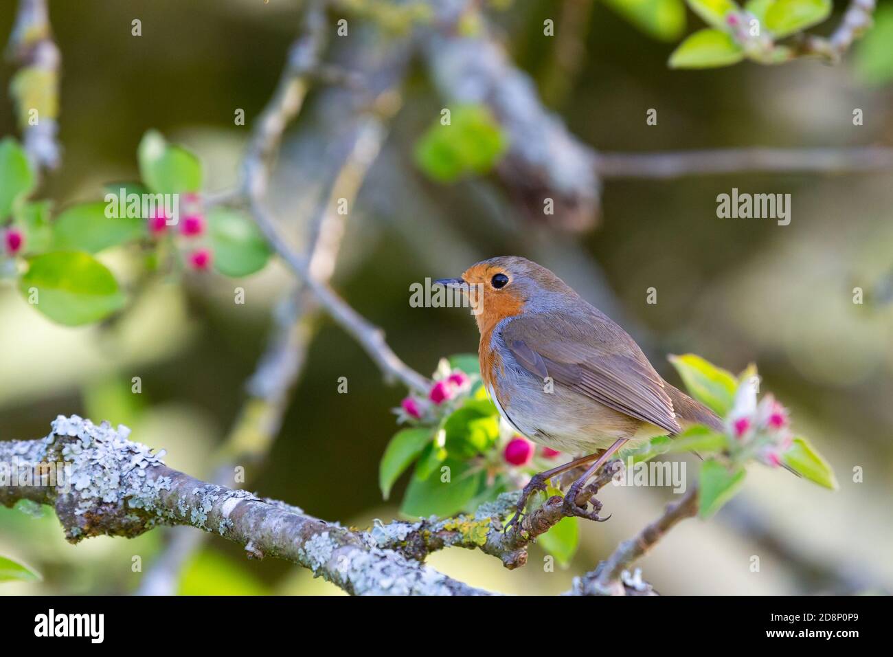 Robin [ Erithacus rubecula ] on Apple tree with out of focus blossom ...