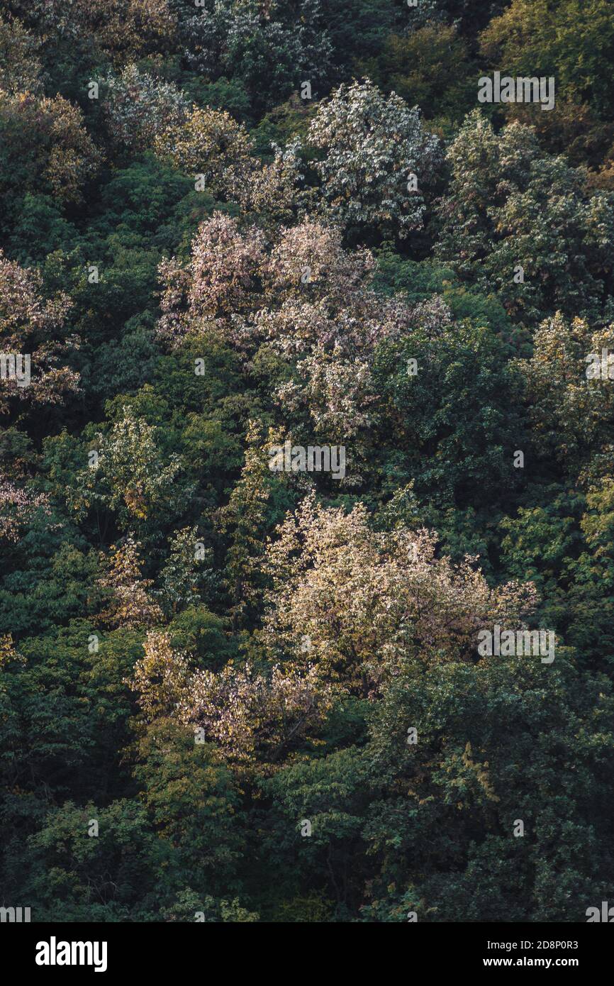 Top view of an autumn rainforest Stock Photo - Alamy