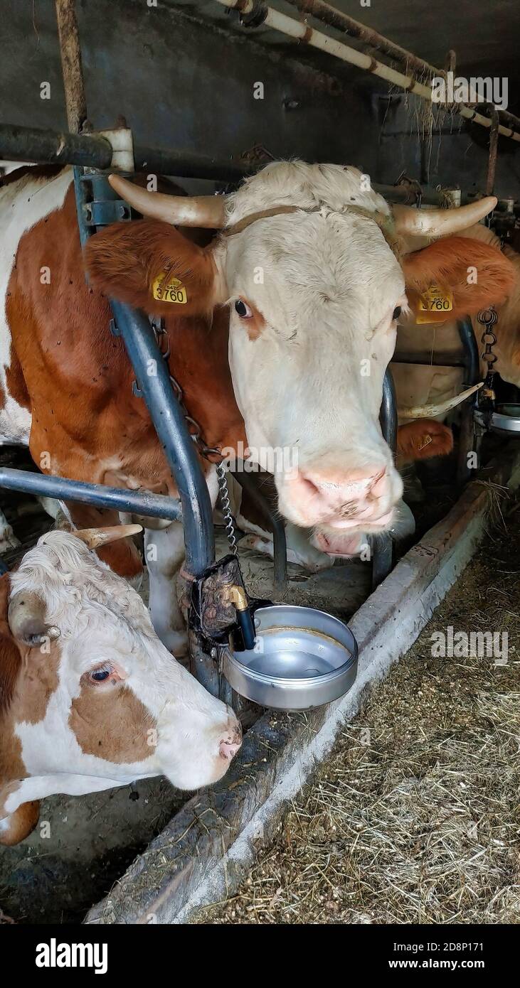 Vertical bovine cattle breeding hi-res stock photography and images - Alamy