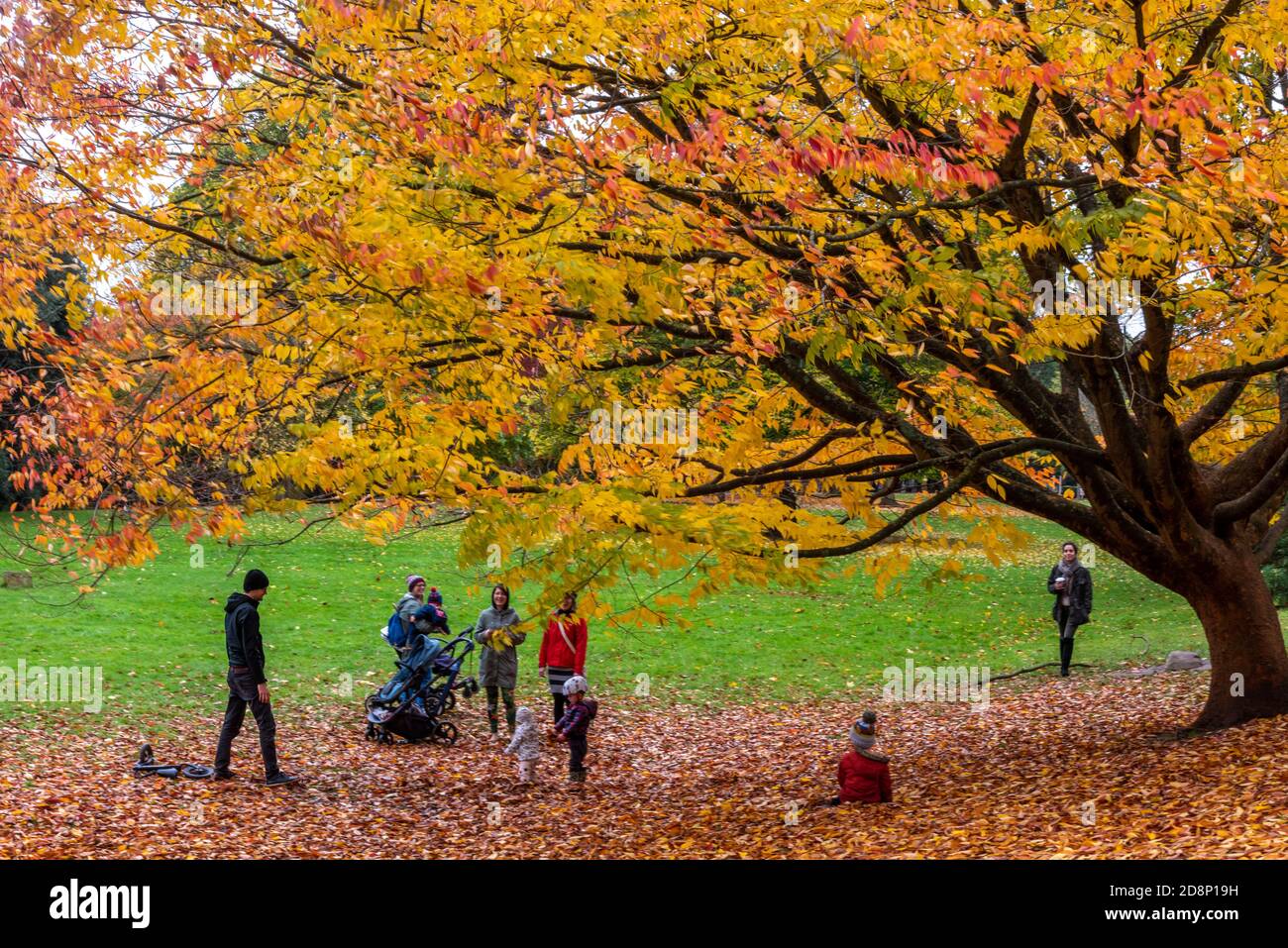 families and children playing under a tree in a park in autumn with ...