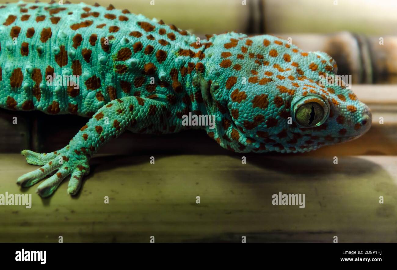lizard gecko hanging on a bamboo wall close up Stock Photo - Alamy
